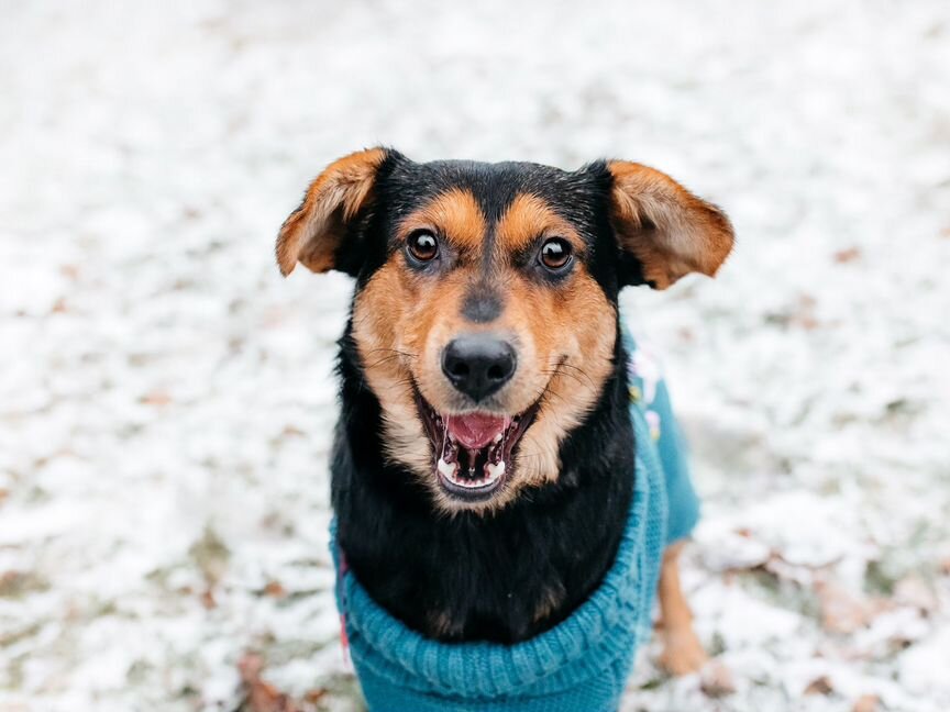 Радостная собачка Глаша ищет дом