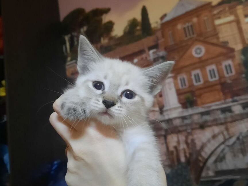 Котенок в добрые руки