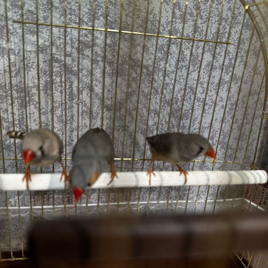 Зебровые амадины