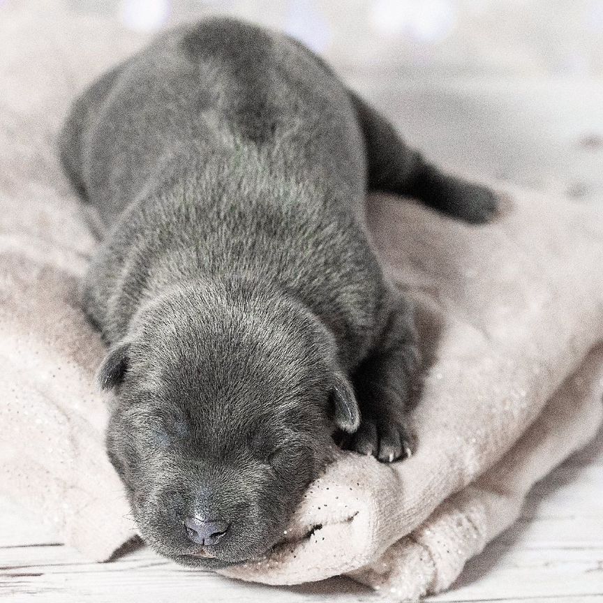 Тайский риджбек, щенок