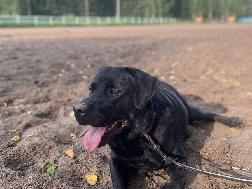 Собака в добрые руки отдам бесплатно