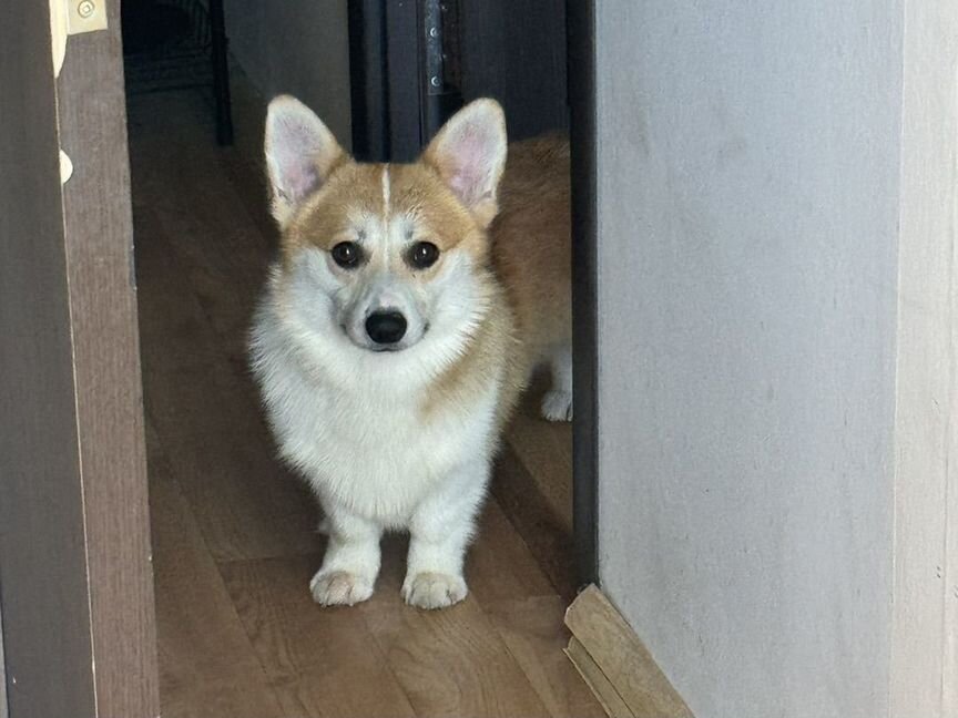 Вельш-корги пемброк кобель