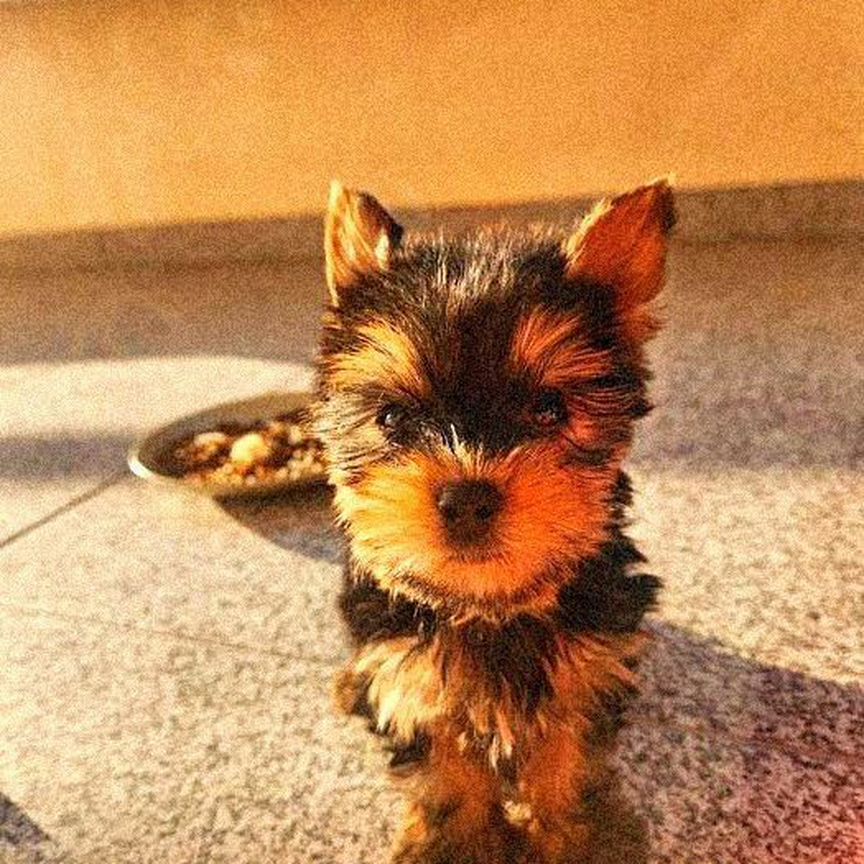 Щенки йоркширского терьера мини