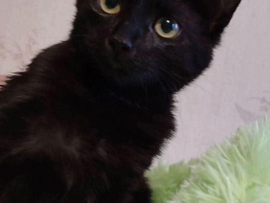 Котёнок в добрый руки