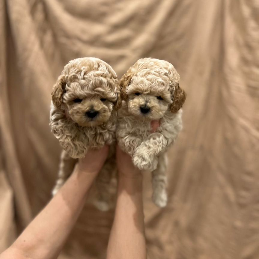 Щенки мальтипу f1