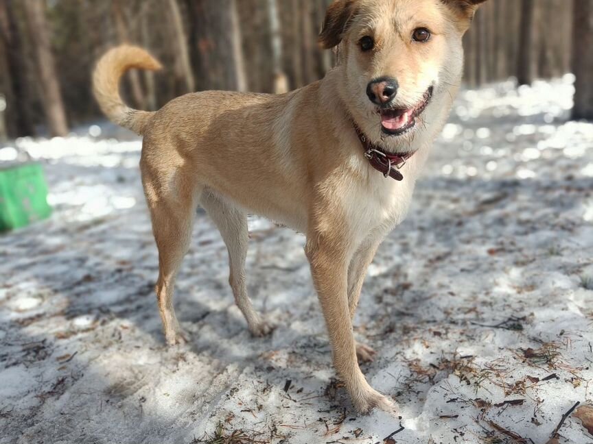 Собака дворняга
