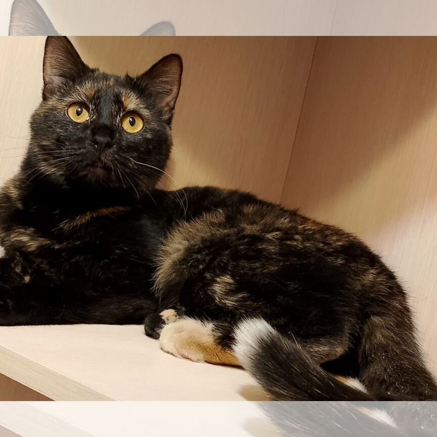 Трехцветная красотулька ищет семью