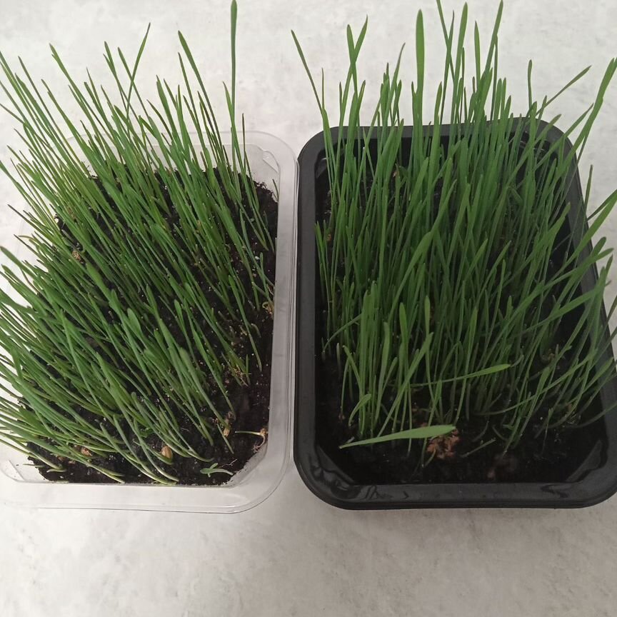 Зелень для питомцев из злаков овса