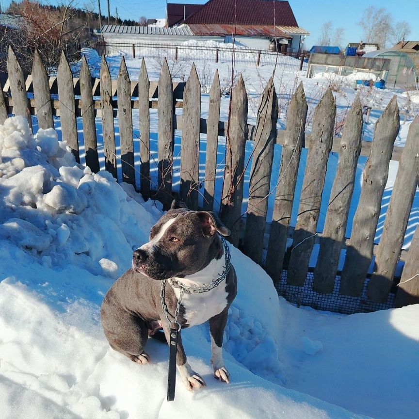 Американский стаффордширский терьер, щенок