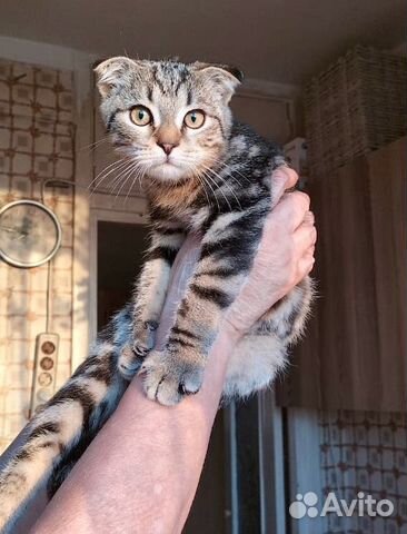 Вислоухий ласковый котёнок. В дар
