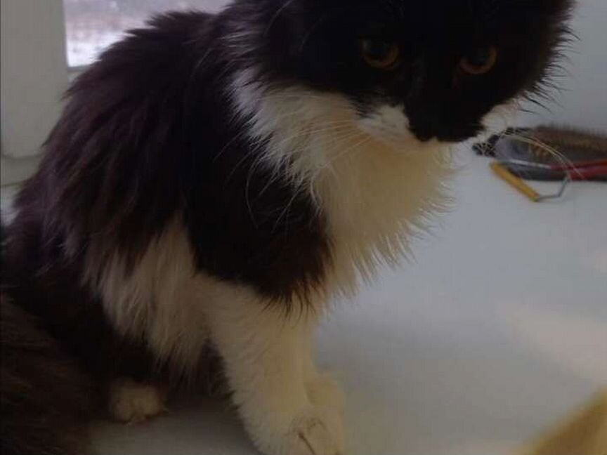 Котенок девочка ищет дом