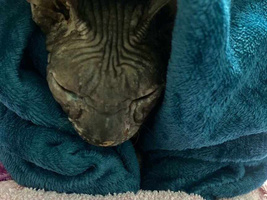 Сфинкс девочка