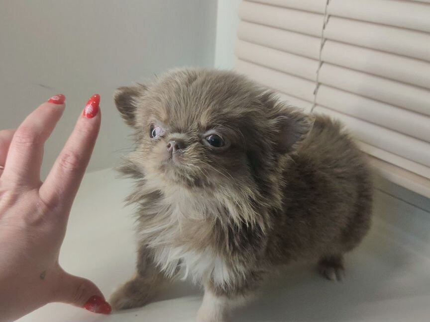 Эксклюзивная малышка чихуахуа