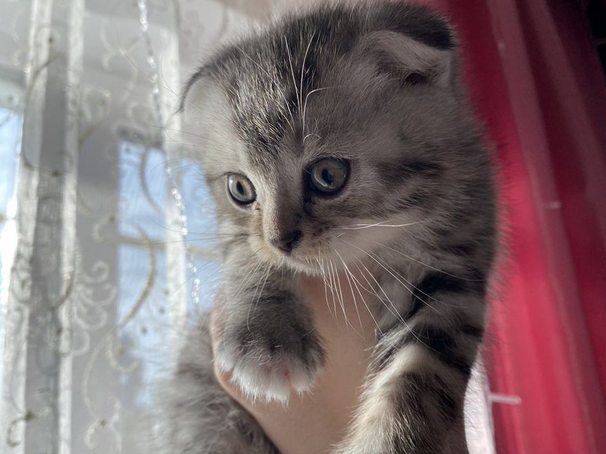 Шотландские вислоухие котята мраморные 4500