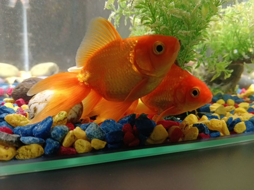 Золотые рыбки