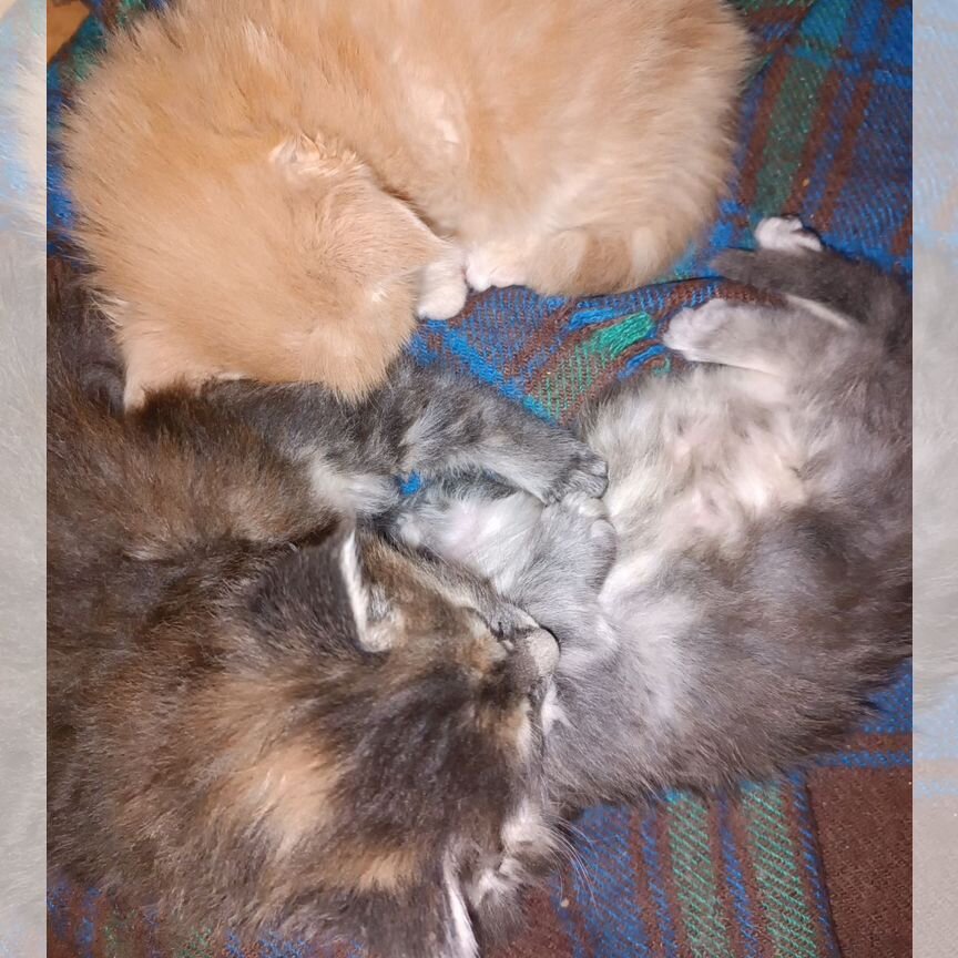 Котята мейн-кун