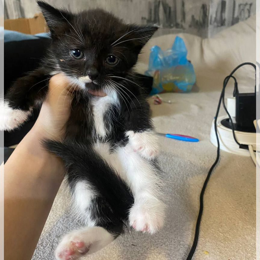 Котёнок в добрые руки