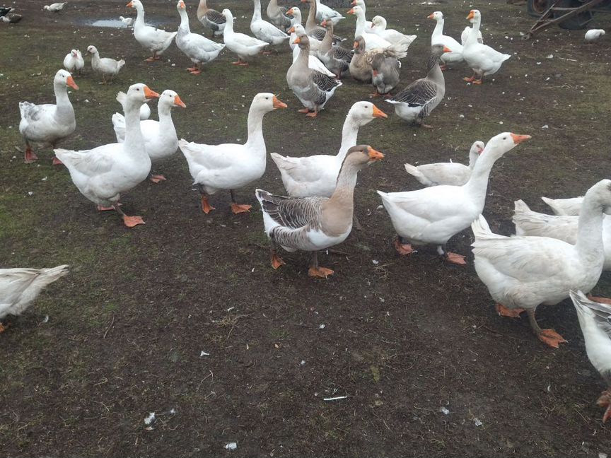 Гуси домашние, утки шипун