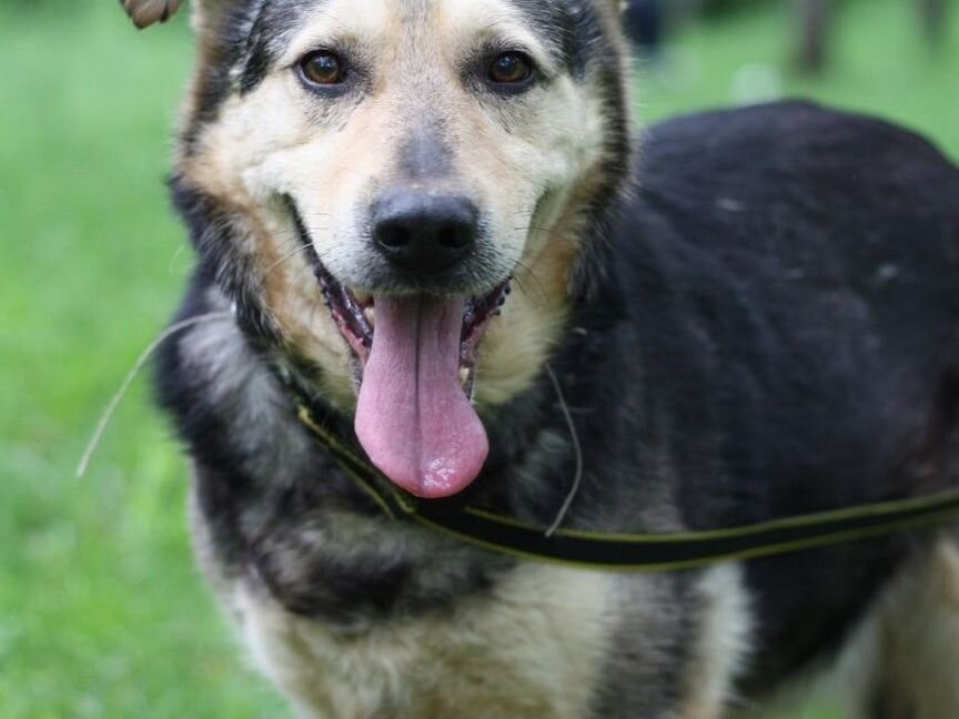 Собака в добрые руки отдам бесплатно