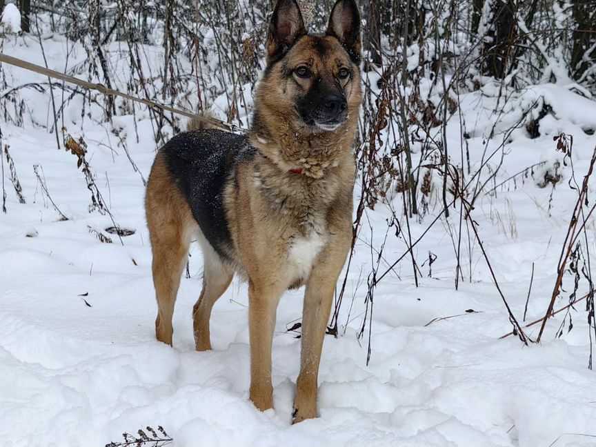 Сдали в приют