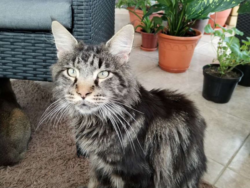 Кошка