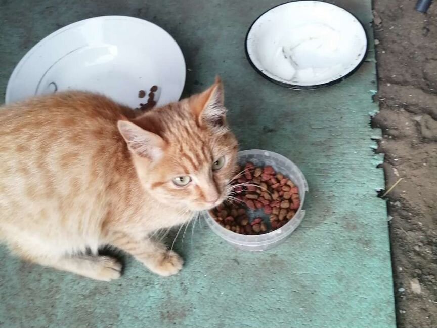 Рыжий котёнок
