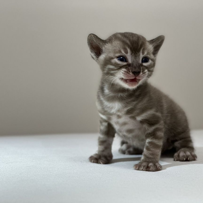 Котенок уголек