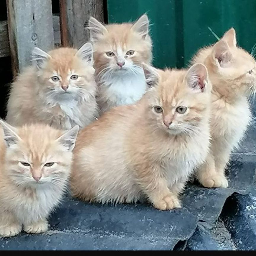 Погибают котята на дачах. Помогите с пристройством