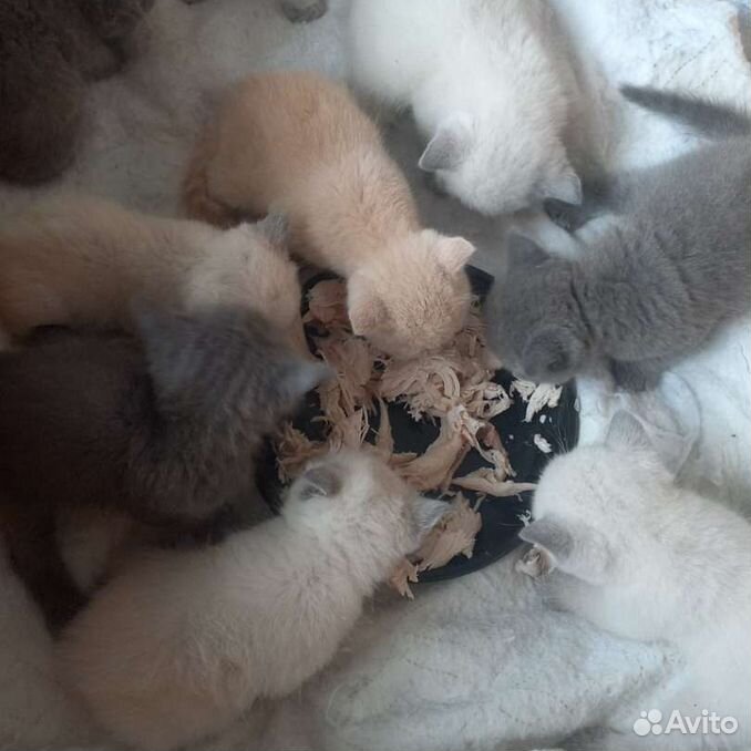 Плюшки-ватрушки