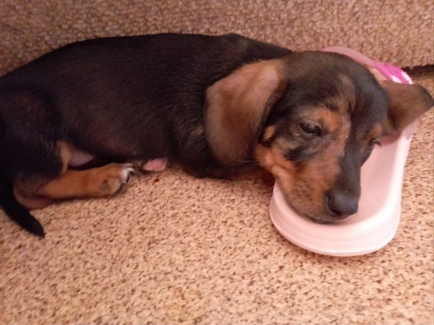 Кроличья такса