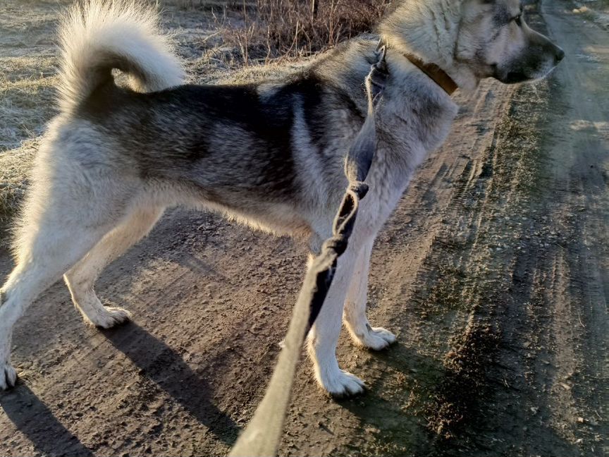 Смесь Американской Акиты и маламута