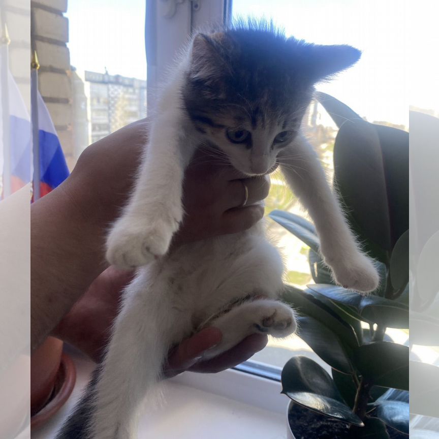 Котёнок в добрые руки