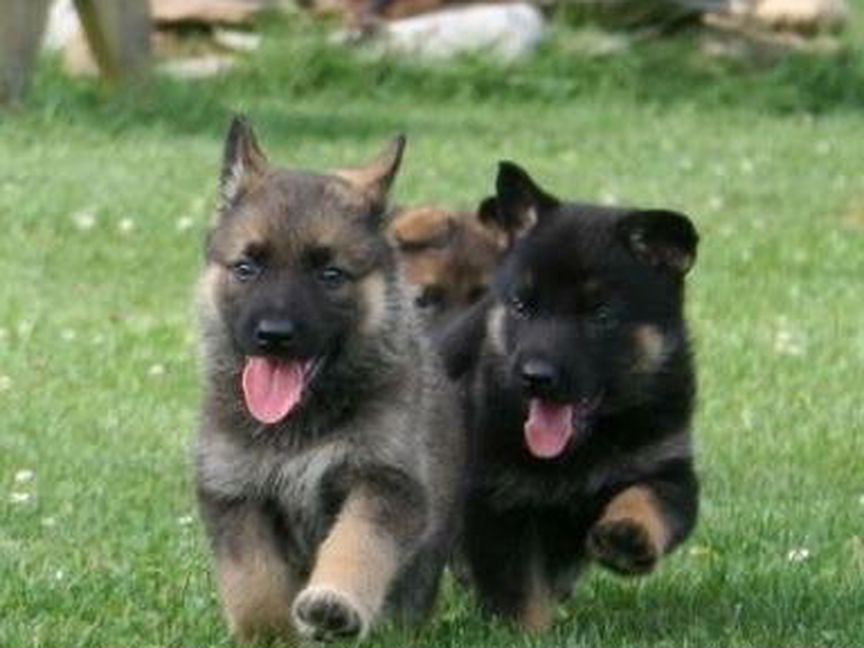 Щенки немцев отличных овчарок овчарок