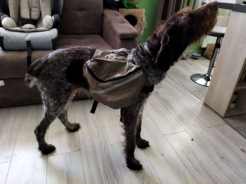 Сумка для собак