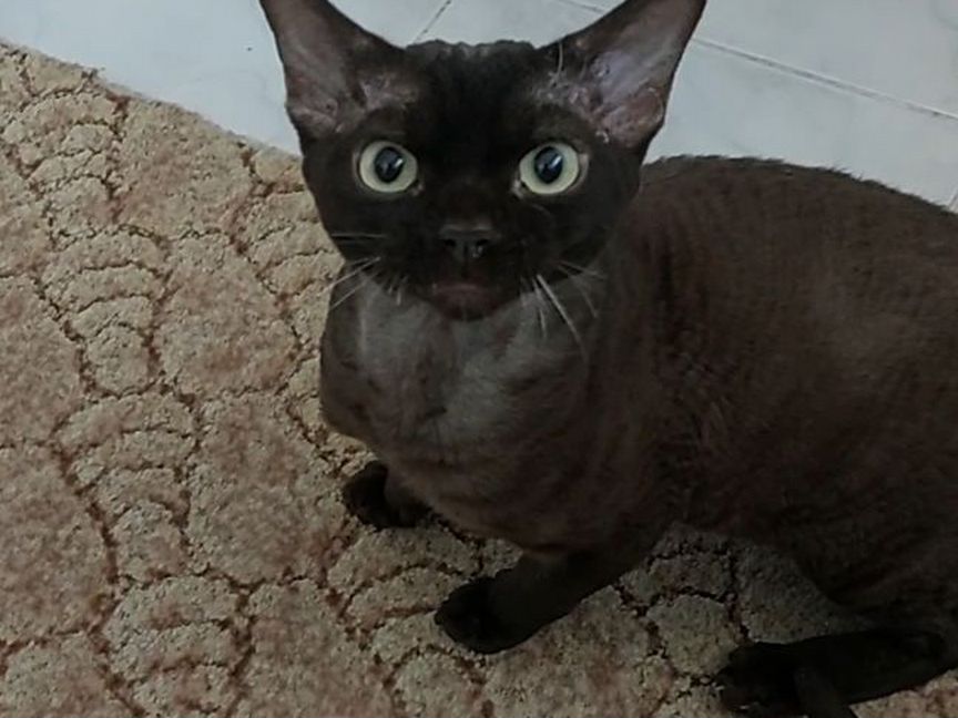 Котята девон-рекс 9 мес