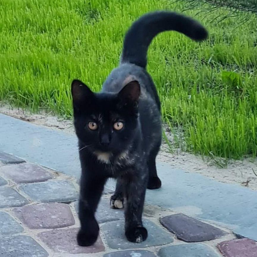 Котенок в добрые руки