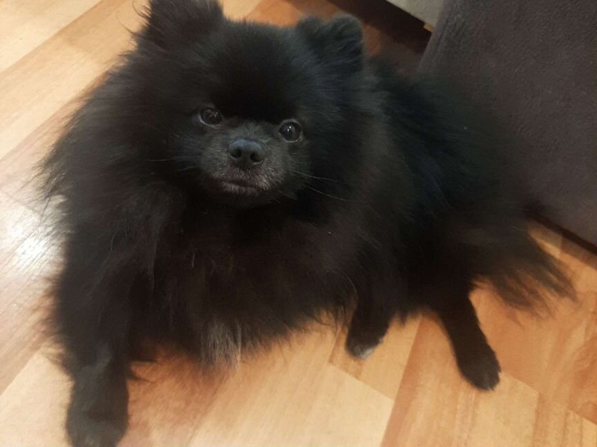 Померанский шпиц вязка кобель