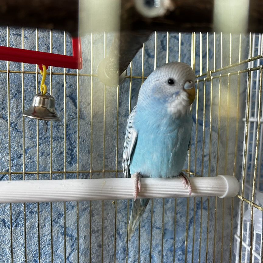 Волнистый попугай с клеткой