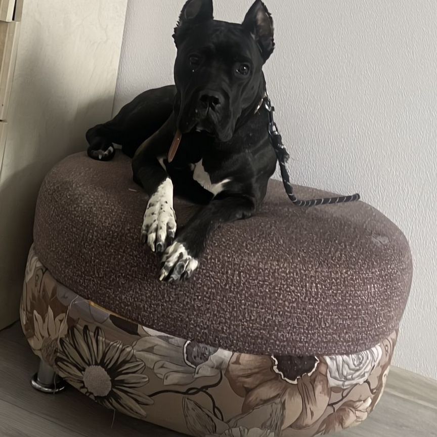 Кане-корсо, щенок