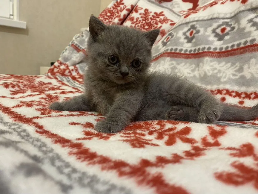 Британские котята