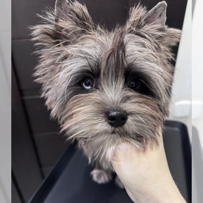 Йоркширский терьер, щенок