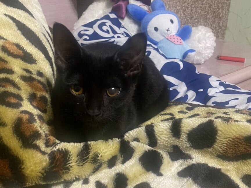 Кошка Бурма метиз