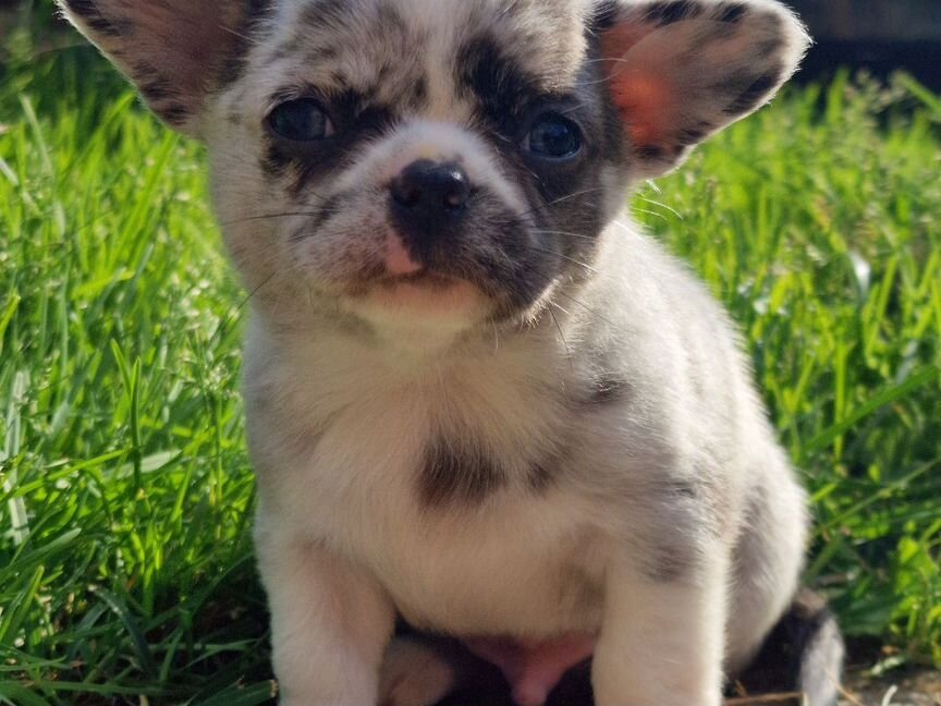 Чихуахуа мальчик окрас голубой мерль