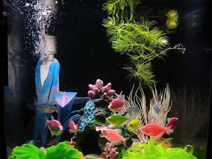 Аквариум с гло рыбками