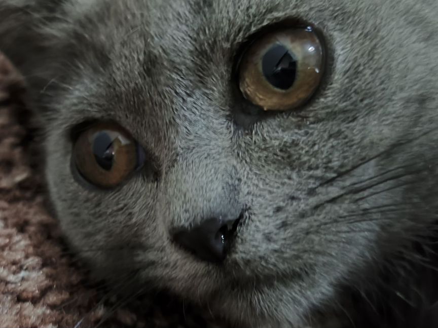 Молодые котик и кошечка в добрые руки