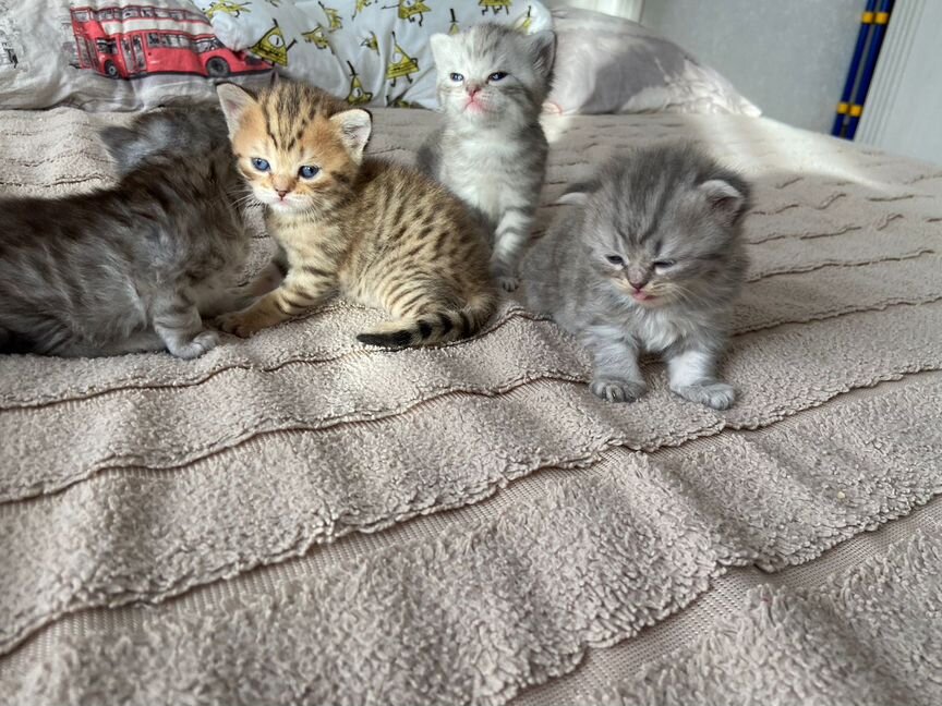 Шотландские вислоухие котята