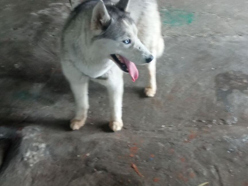 Прошу помогите найти собаку