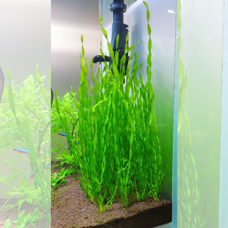 Аквариумное растение