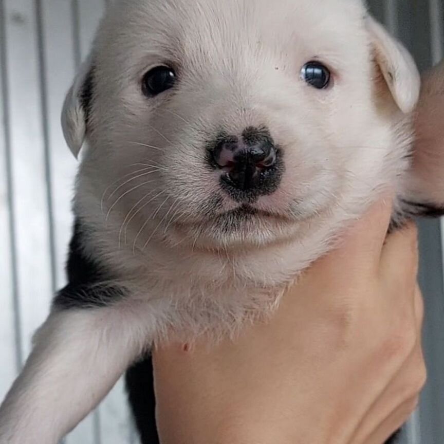 Ищем мам и пап