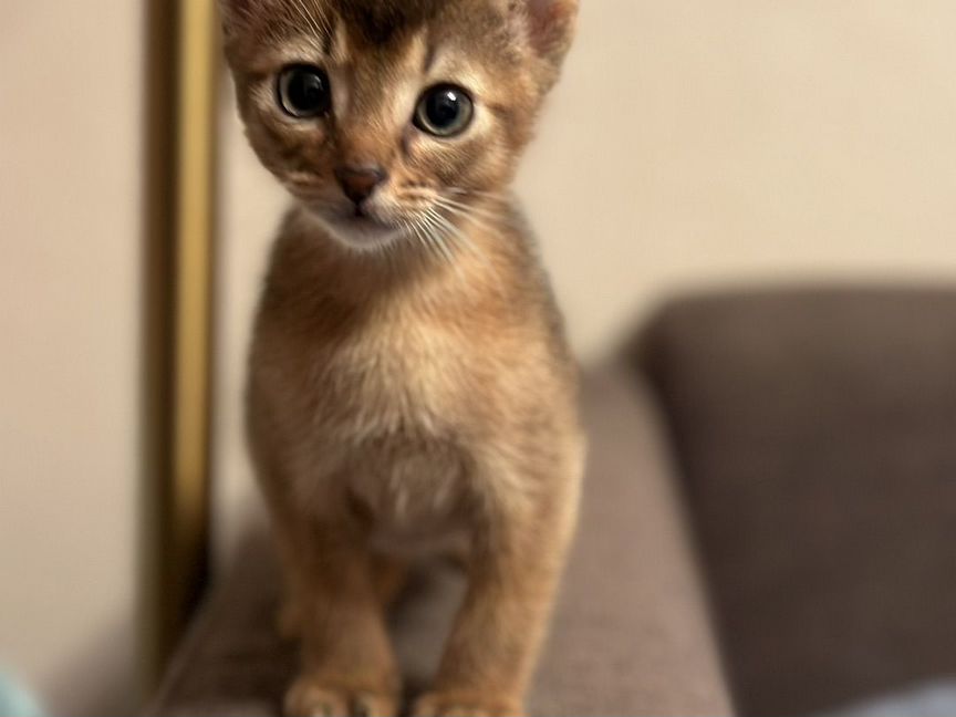 Абиссинские котята